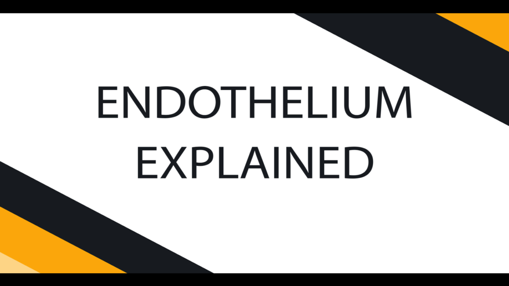 Endothelium Explained – Gateway Clinical